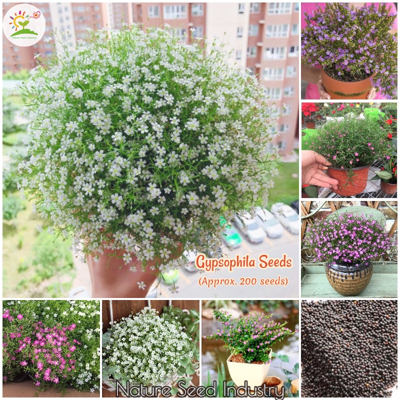 Benih Bunga Gypsophila Seeds for Planting (200 seeds/pack, Mixed Color ...