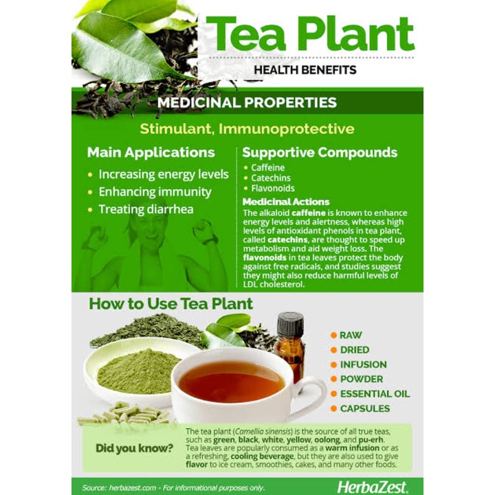 ELIF TEA Green Tea : High Mountain Green Tea Teh Hijau Jawa Barat (30 ...