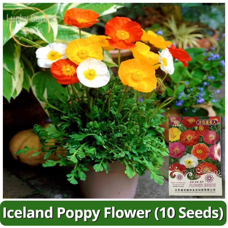 Benih Bunga California Poppy Flower Seed (10 Seeds) Mixed Color ...