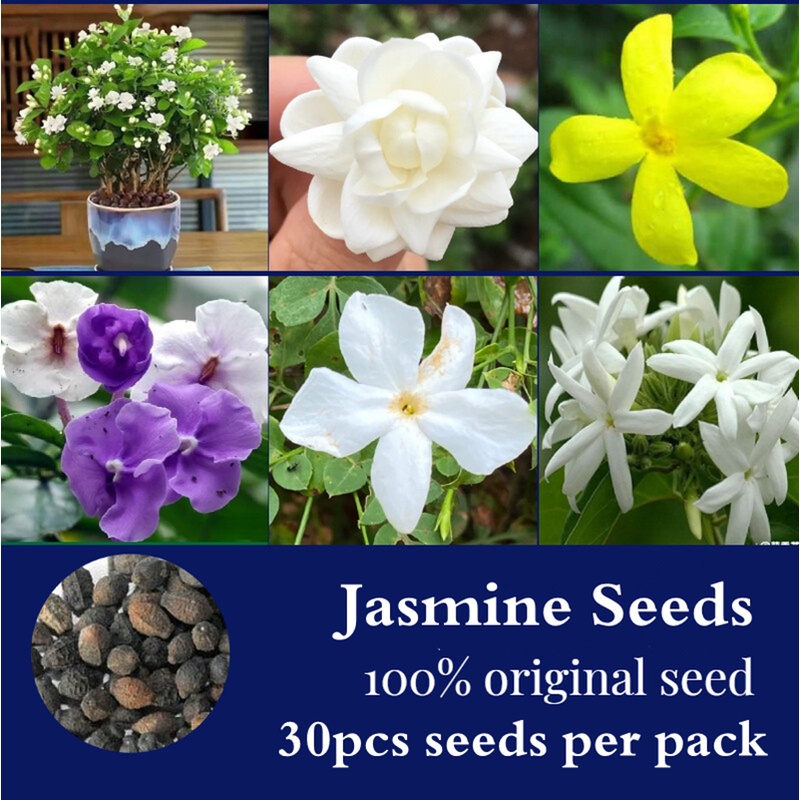 High Quality (100pcs/bag) Fragrant Jasmine Seeds for Planting Flowers ...
