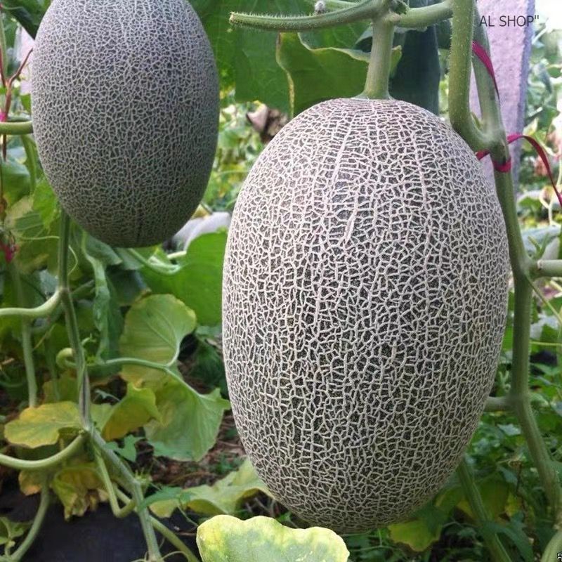 Benih Rock Melon / Honeydew Seeds / 网纹蜜瓜籽 | Shopee Malaysia