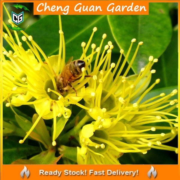Anak Pokok Penda Kuning Bunga Kelulut Import Dari Thailand Senang ...
