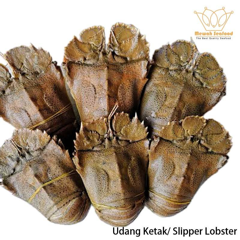 Udang Ketak/ Slipper Lobster 1Kg+- | Shopee Malaysia
