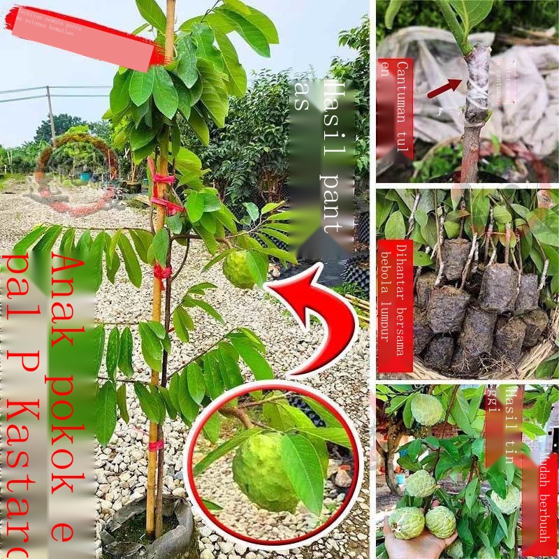 ap Anak pokok epal kastard Annona Nanas Taiwan Anak pokok epal kastard Anak pokok merah ungu ...
