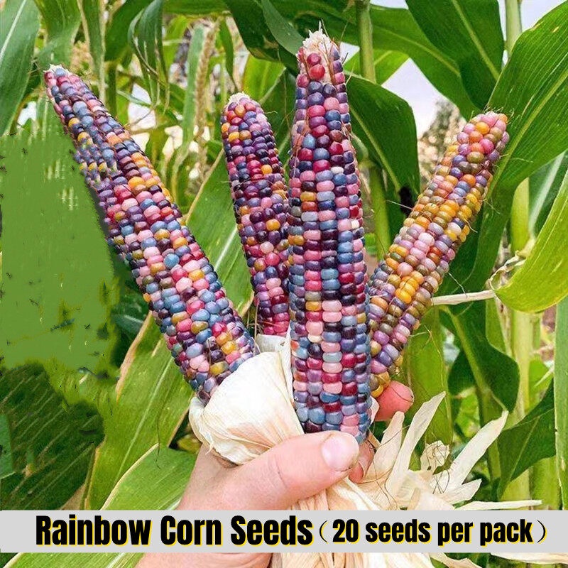 Good Quality Hybrid Rainbow Corn Seeds Organic Vegetable Seeds Fruit ...