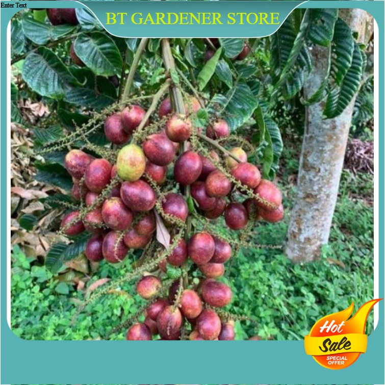 Pokok buah matoa atau buah longan merah Ready Stock Sarawak | Shopee ...