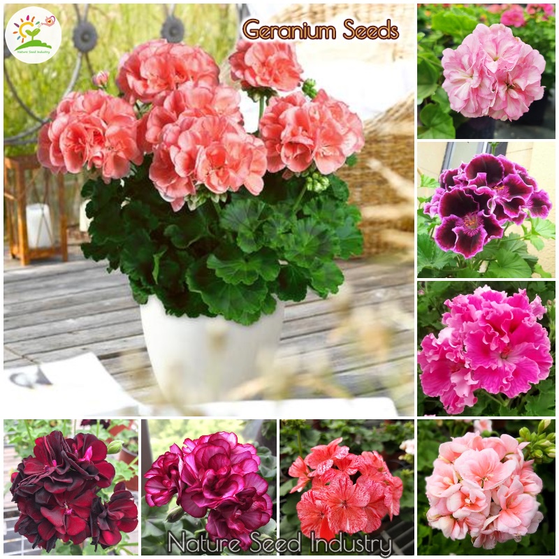 [Fast Delivery] Geranium Seeds for Planting (100 seeds/pack, Mixed ...