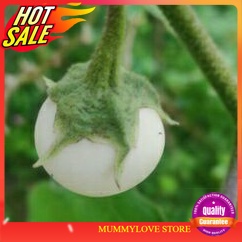 10 Pcs Biji Benih Terung Ulam Putih Ready Stock Sarawak | Shopee Malaysia
