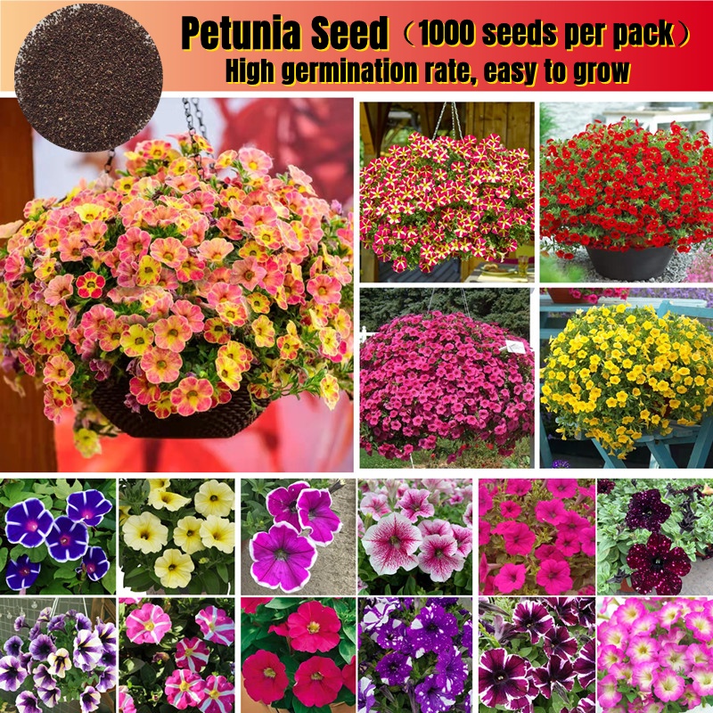 1000pcs Petunia Flower Mix Colour Seeds Balcony Hanging Petunia Seed ...