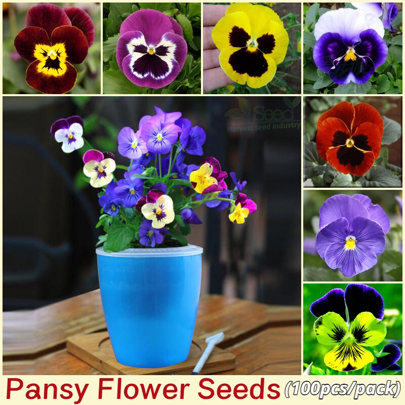 Pansy Seeds for Planting (100 seeds/pack, Mix Color) Flower Seeds for ...