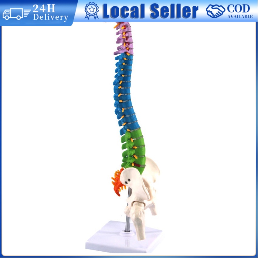 Human Column Anatomical Spine Skeleton Model Flexible 17.7" Colored ...