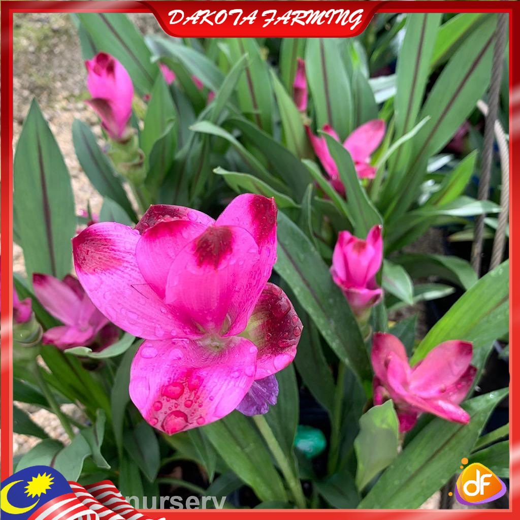 Anak Pokok Tulip Siam Jenis Halia Pokok Hiasan Import Dari Thailand ...