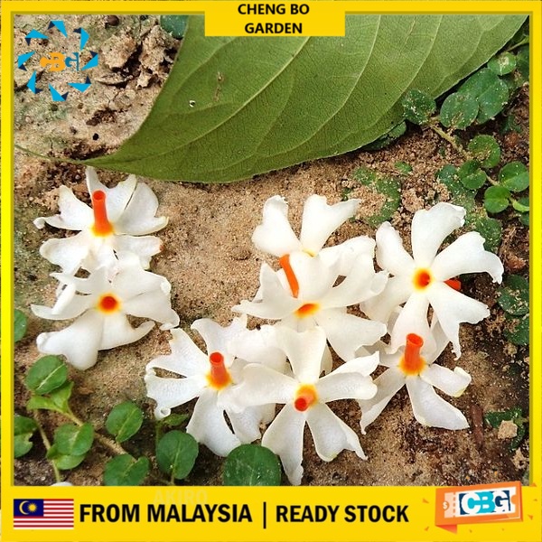 Anak Pokok Bunga Tree Of Sorrow Bunga Cantik Dan Wangi | Shopee Malaysia