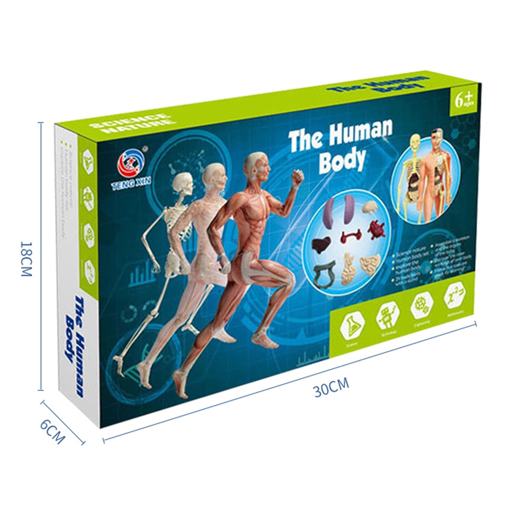 28.5cm 3D Human Body Torso Model Human Skeleton Model Set for Anatomy ...