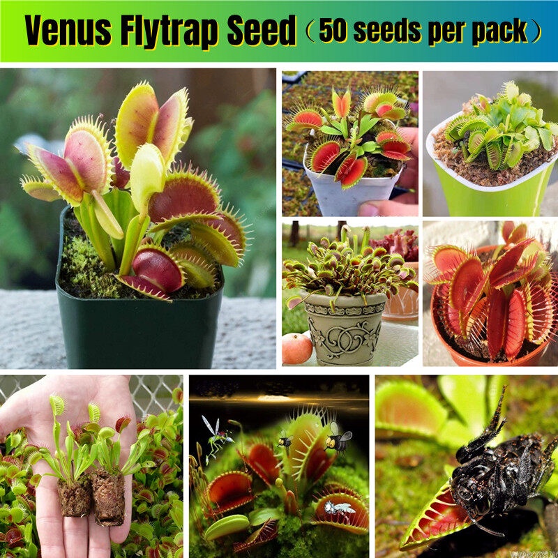 50pcs Venus Flytrap Plant Seed for Sale Bunface Potato Carnivorous ...