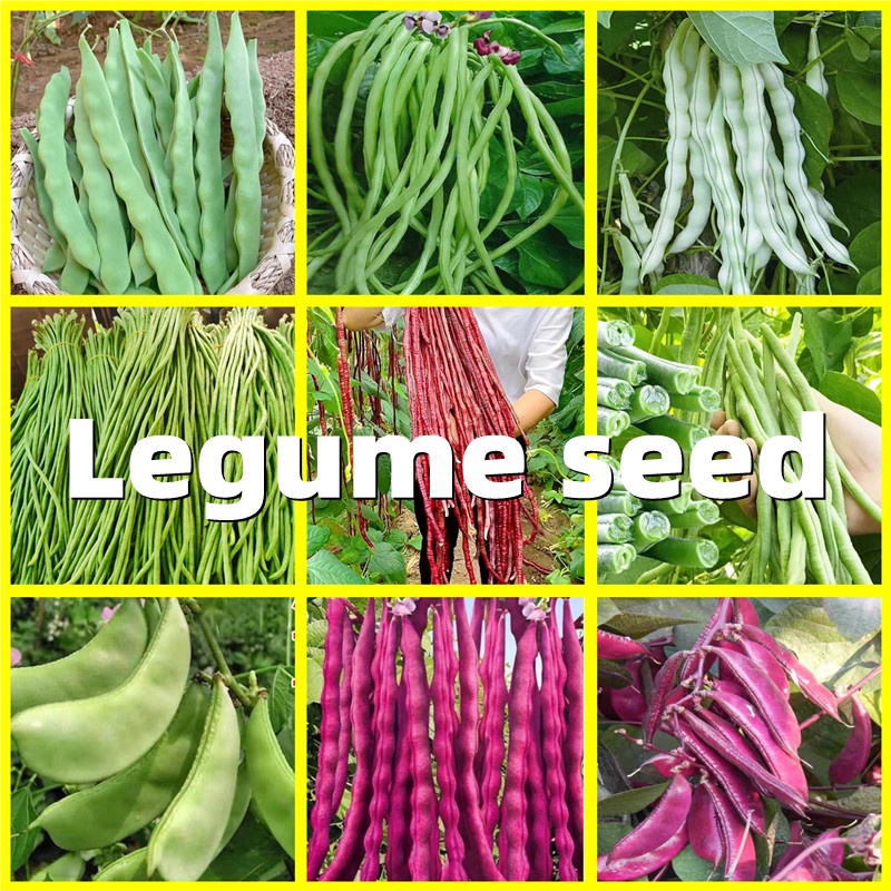 Legume Seeds -9 Kinds of Fresh Beans Seeds for Planting Vegetables High ...