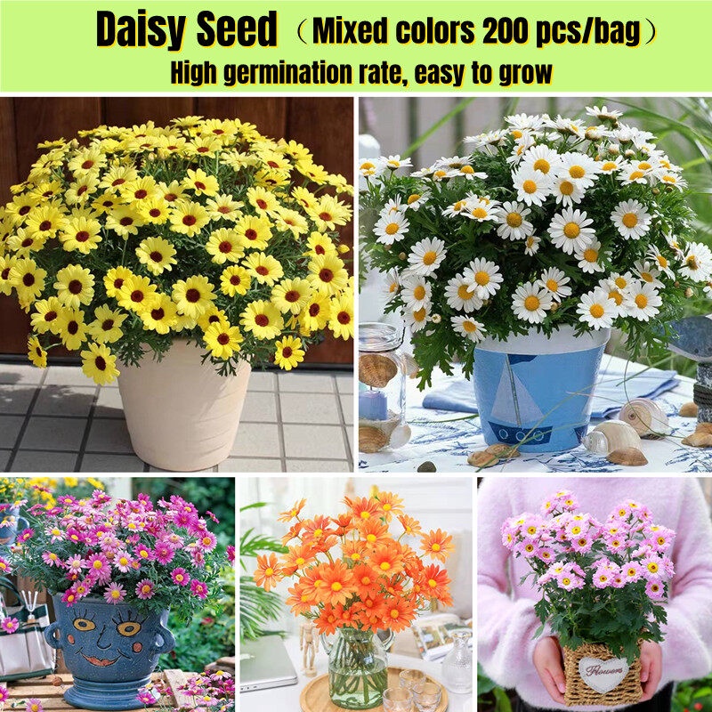 200 Seeds Color Mixing Bonsai Daisy Seeds for Planting Butter Daisy ...