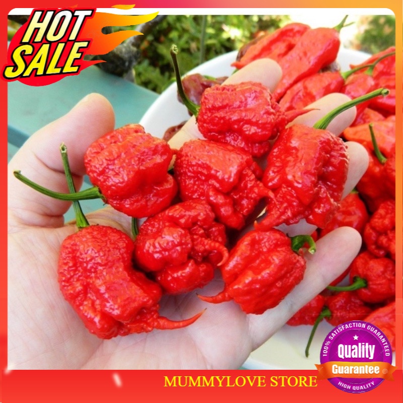 2 pcs Ghost Devil Pepper Chili Super Hot Spicy / Benih Cili Hantu ...