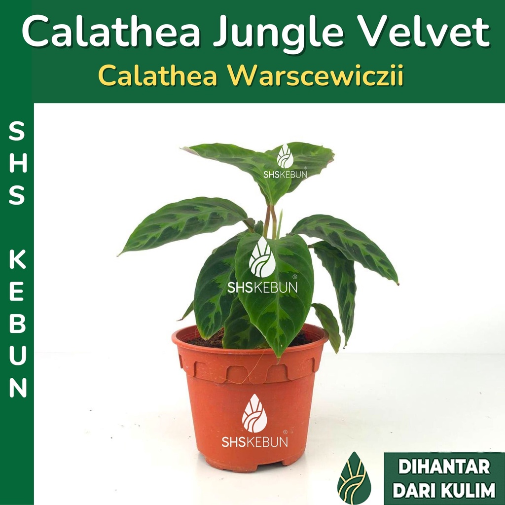 Calathea Warscewiczii Pokok Calathea Jungle Velvet Indoor Plant Pokok ...