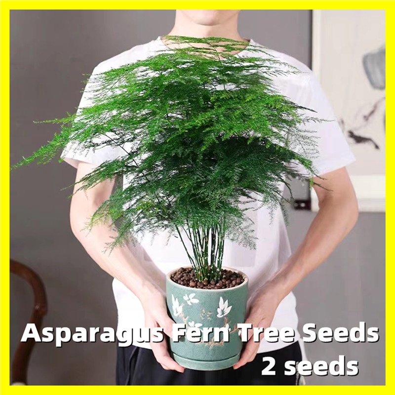 Asparagus Fern Tree Seeds - 2 Seeds Bonsai Seeds for Planting Easy To ...