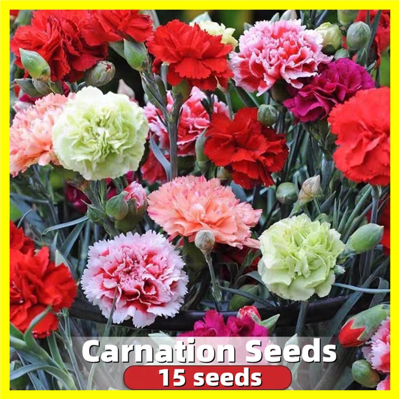 Multicolored Carnation Seed - High Germination 15 Seeds Carnation ...
