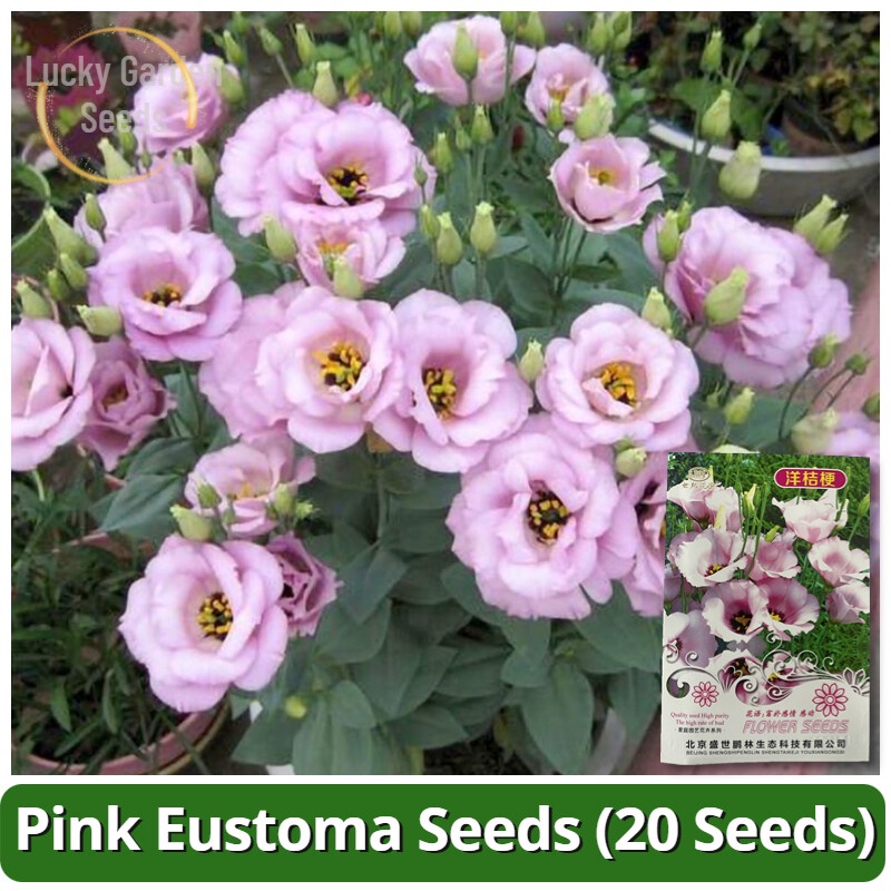 High Quality Pink Eustoma Flower Seed (20 Seeds) Benih Bunga Rare ...