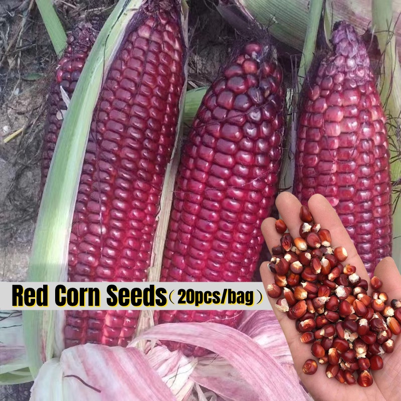 Quality Organic Red Corn Seeds Biji Benih Jagung Merah Bloody Mary Red ...