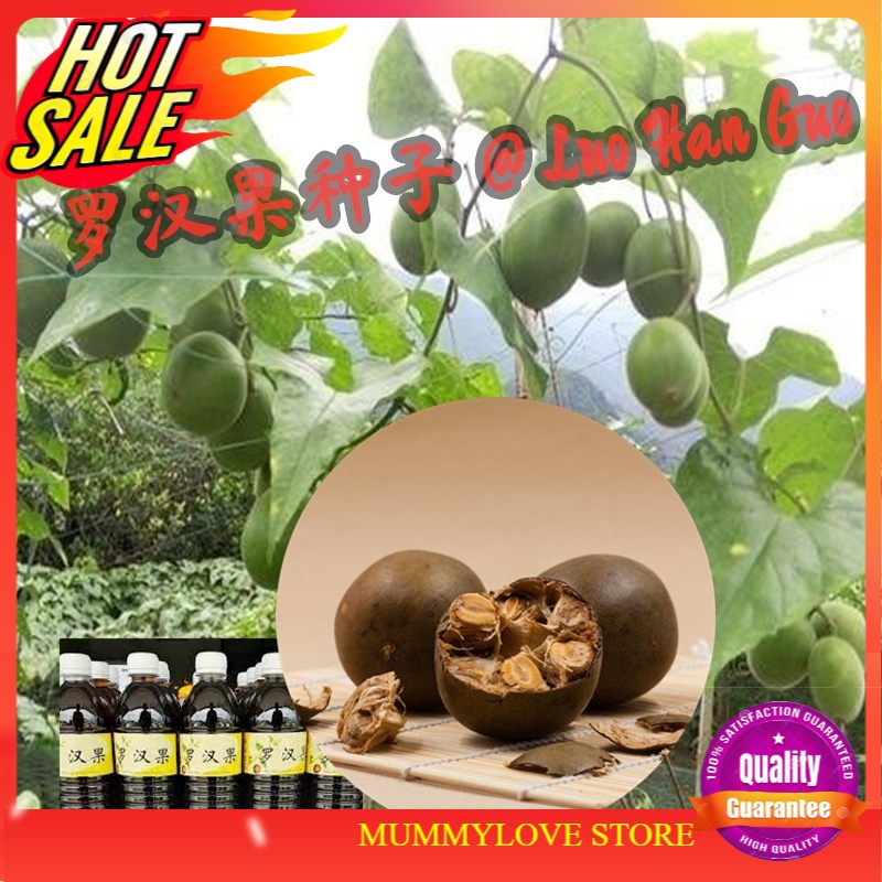 2 Pcs Chinese Herbs Tea Luo Han Guo Siraitia Grosvenorii Monk Fruit ...