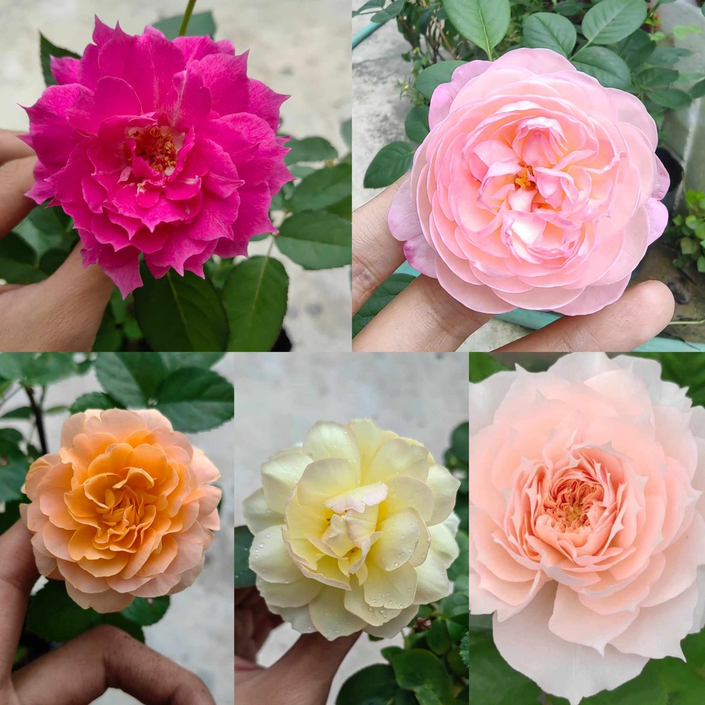 pokok bunga ros/roses/玫瑰花/月季Rose Flower pokok | Shopee Malaysia