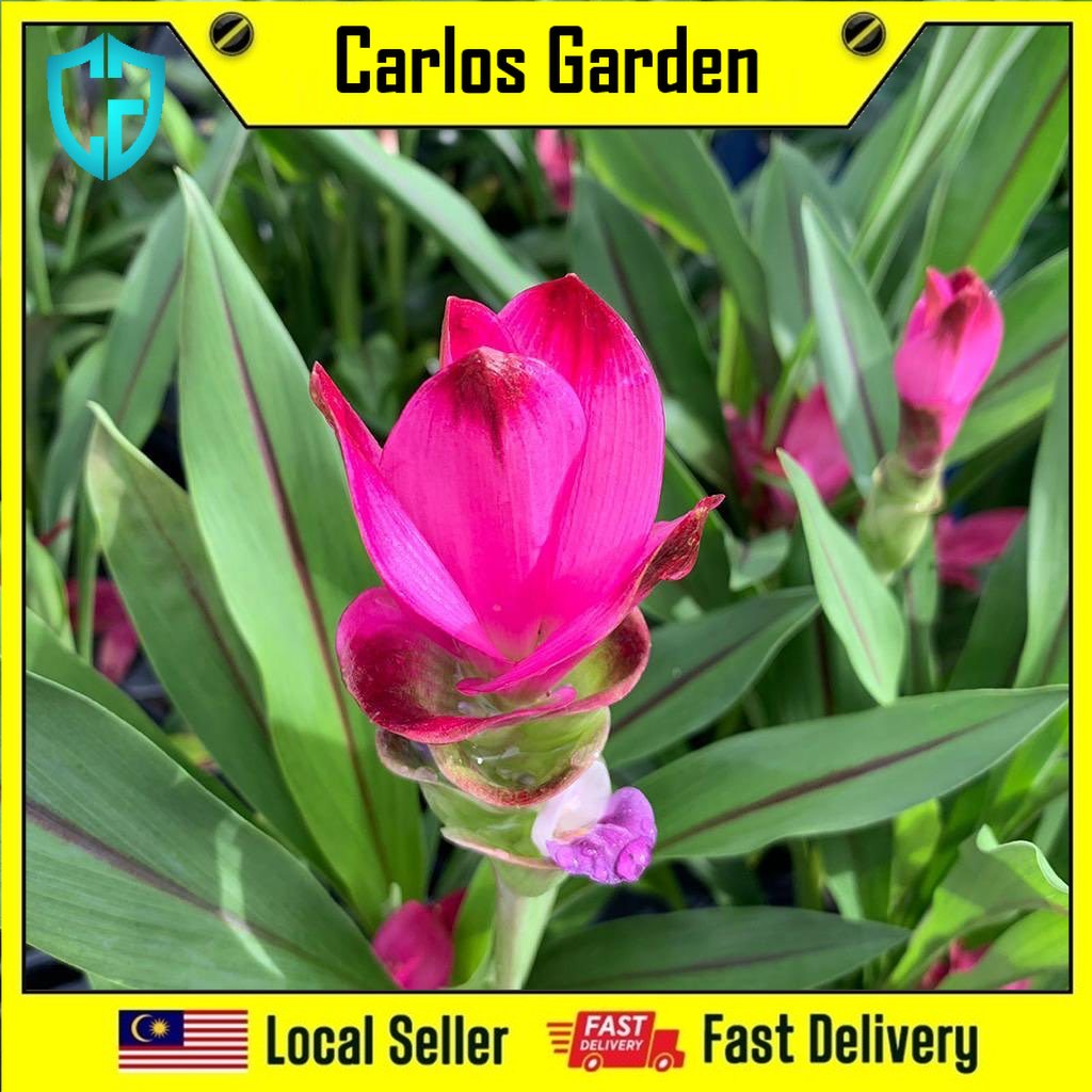 Anak Pokok Tulip Siam Jenis Halia Import Dari Thailand Pokok Hiasan ...