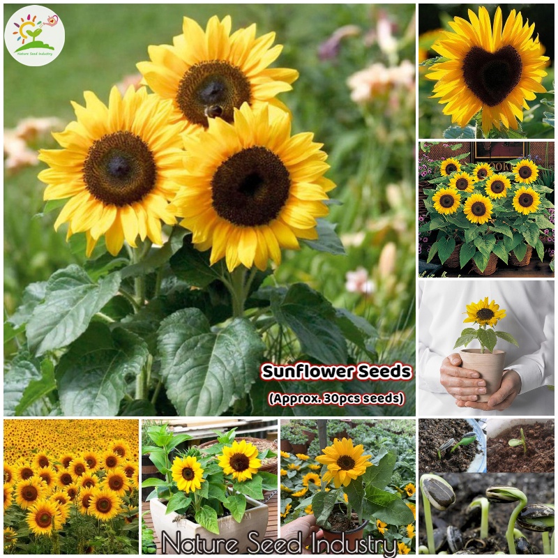 Sunflower Seeds for Planting (30 seeds/pack)丨Biji Bunga Matahari丨Flower ...