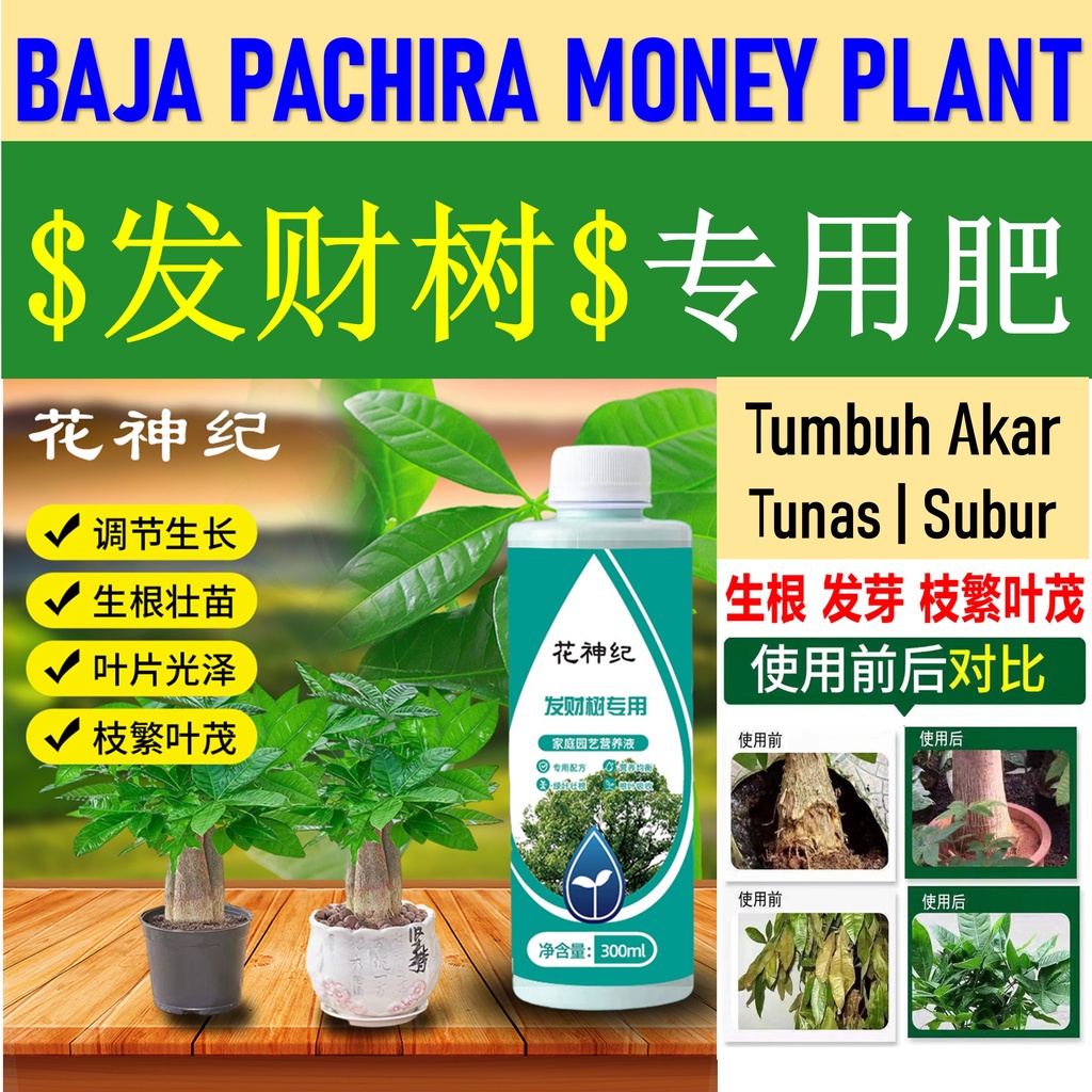 发财树专用营养液Baja Khas Pokok Wang Pokok Pachira Money Tree Fertilizer ...