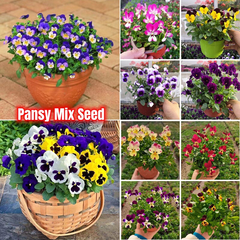 Warna Campur Biji Benih Bunga Pansy Pansy Seed Mix 100pcs/bag Pansy ...