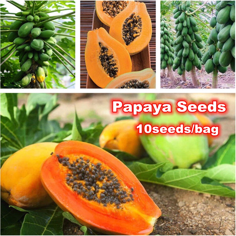 10pcs High Quality Dwarf Papaya Seeds for Planting Fruit Tree Seeds ...
