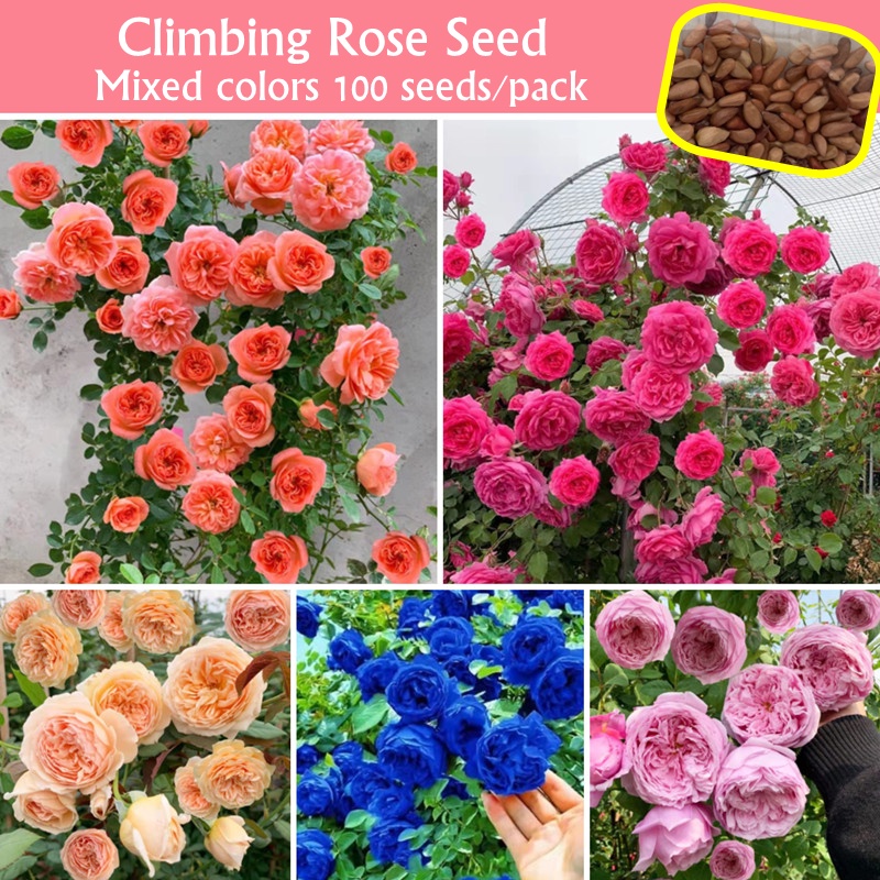 Climbing Rose Seed for Sale (100 Seeds/bag) Climbing Flower Seeds ...