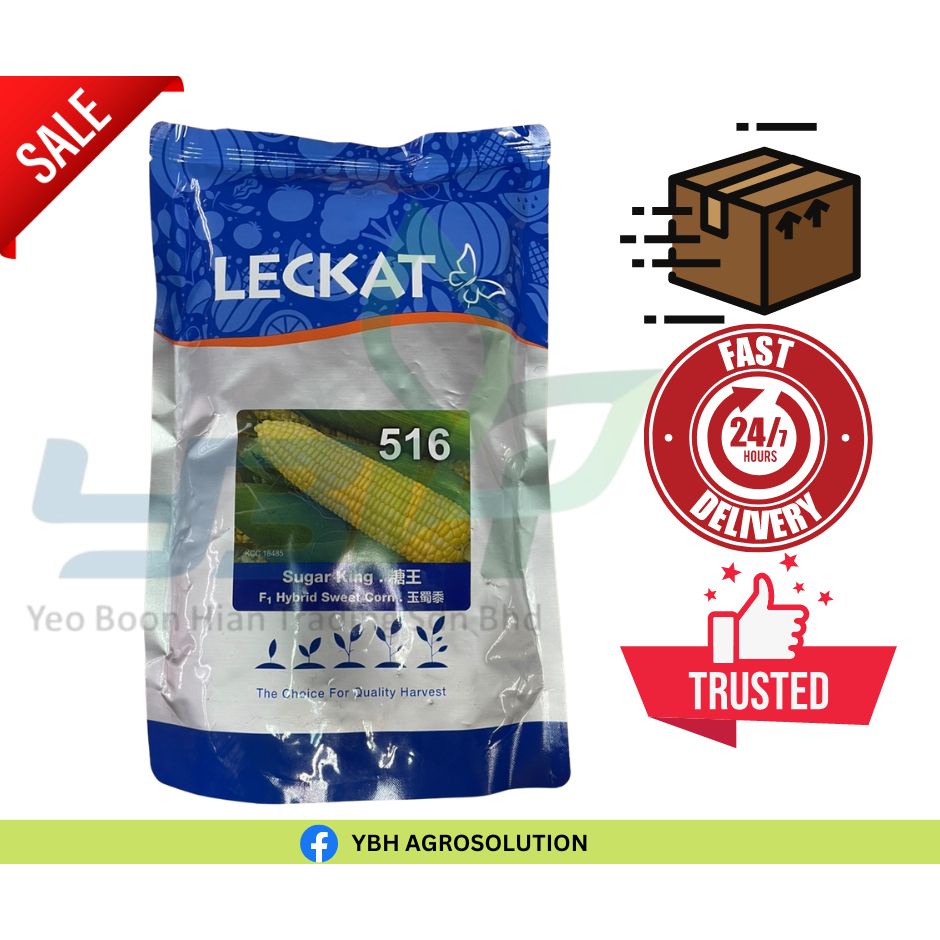 LECKAT 516 SUGAR KING F1 HYBRID SWEET CORN 500GRAM BENIH JAGUNG ...