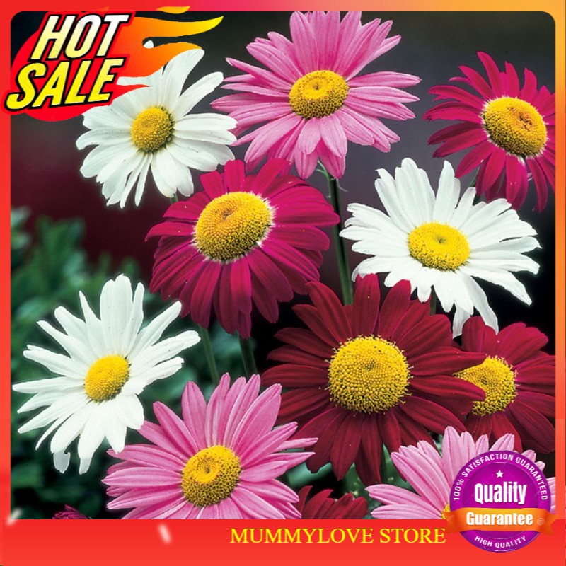 10 Pcs Pyrethrum Flower Seeds 除虫菊种子多年生家庭花卉种子散装 Ready Stock Sarawak ...