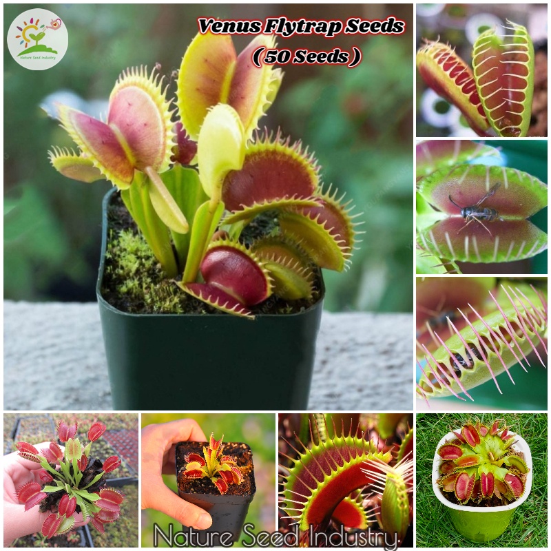 Venus Flytrap Seeds for Planting (50 seeds/pack,Easy To Grow In Malaysia) | Exotic Flowers ...