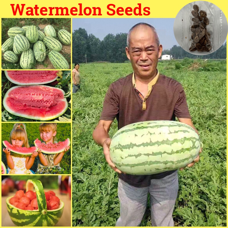 Giant Watermelon Seeds for Planting (20pcs/pack) Biji Benih Tembikai ...