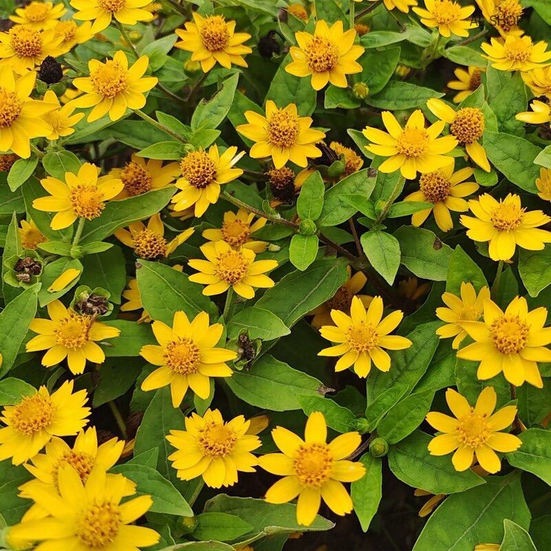 Benih Bunga Butter Daisy / Medallion Flower Seeds / 皇帝黄菊花籽”30pcs ...