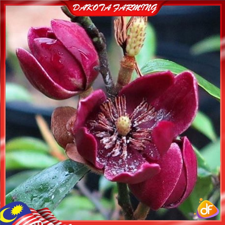 Anak Pokok Bunga Cempaka Pisang Merah Pokok Rare Import Dari Thailand ...