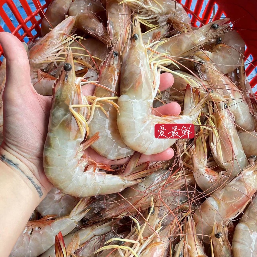 明虾 Ming Xia Prawn 300gm/Box | Shopee Malaysia