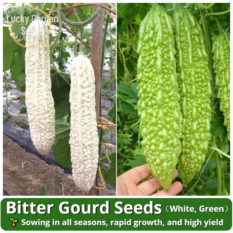 Green & White Bitter Gourd Seeds F1 Hybrid Seeds Long Balsam Pear Early ...