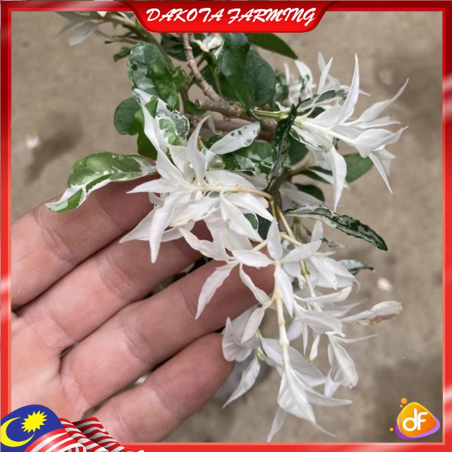 Anak Pokok Bunga Jeliti Batik Wrightia Religiosa Variegated Bunga ...