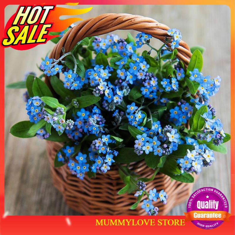 10 Pcs Benih Bunga Jangan Lupa Saya Flower Forget me not 勿忘草花籽 Ready ...