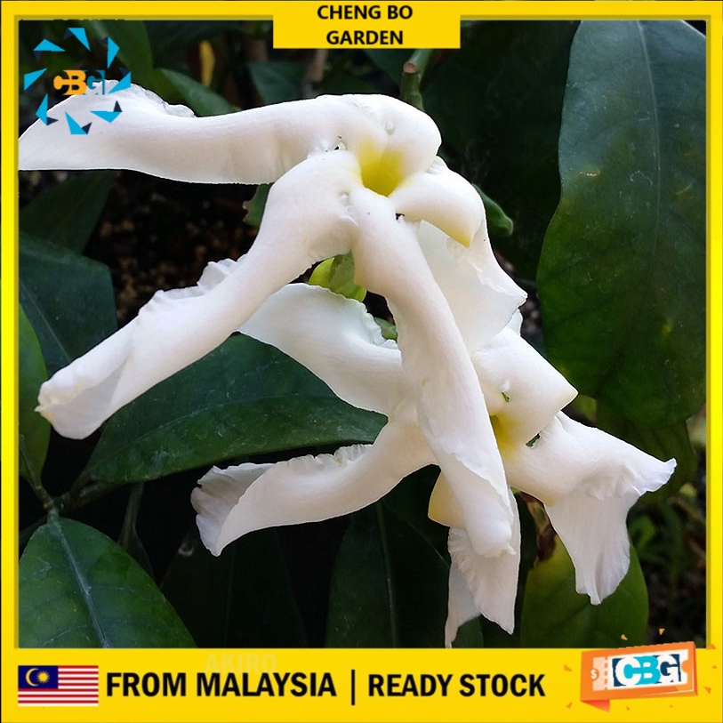 Anak Pokok Bunga Cempakawali Samoan Gardenia Pokok Hiasan Import Dari ...