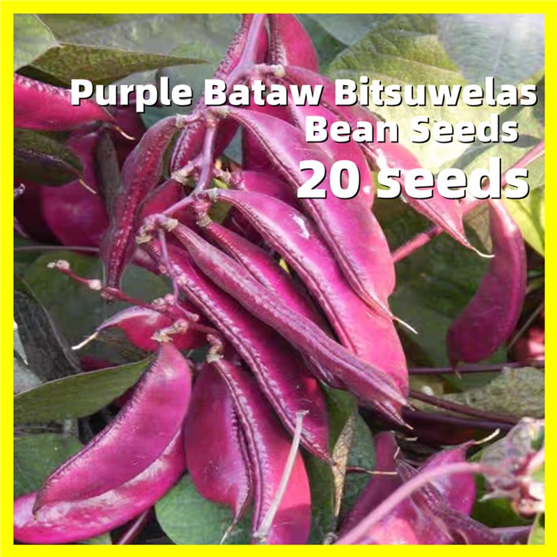 Hyacinth Purple Bataw Bitsuwelas Bean Seeds - Speedy Variety 20 Seeds ...