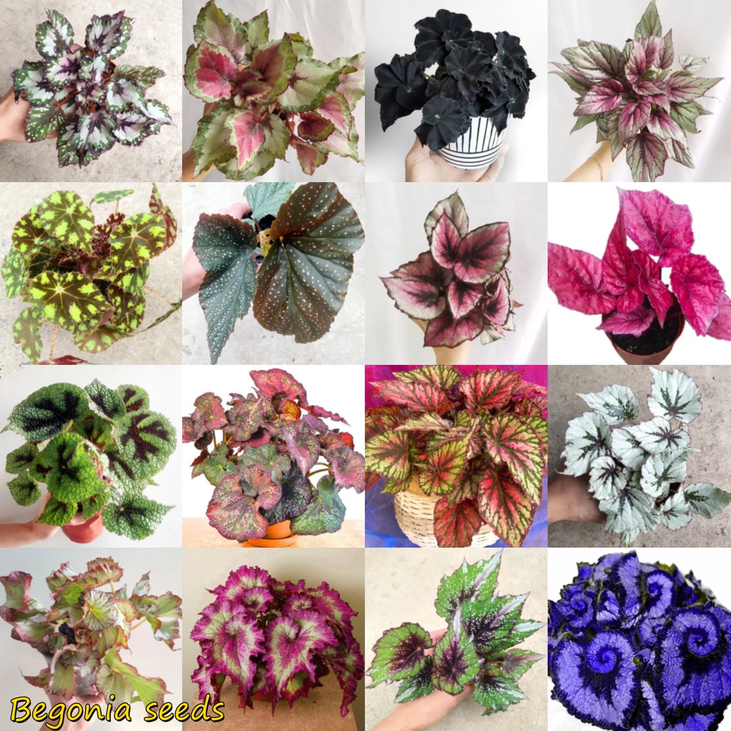 50 PCS Colorful Begonia Flower Seeds for Planting Benih Bunga Potted ...
