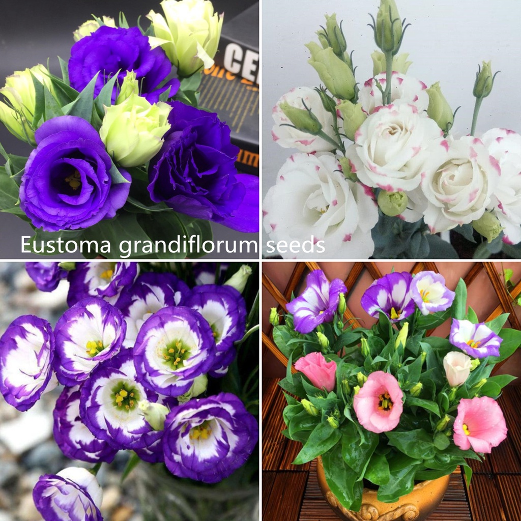 250PCS Eustoma Grandiflorum Flower Seeds Pokok Bunga Hidup Bonsai ...