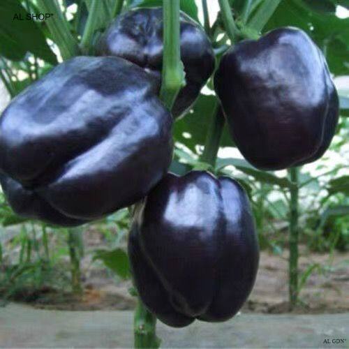 Benih Lada Benggala Ungu / Purple Sweet Bell Pepper Seeds / 紫色甜椒"15pcs ...